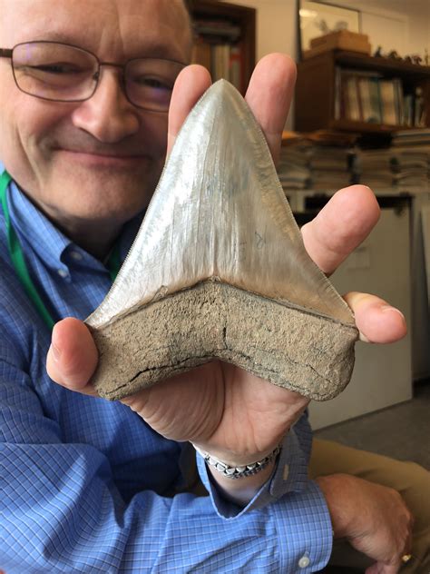 Worlds Biggest Tooth