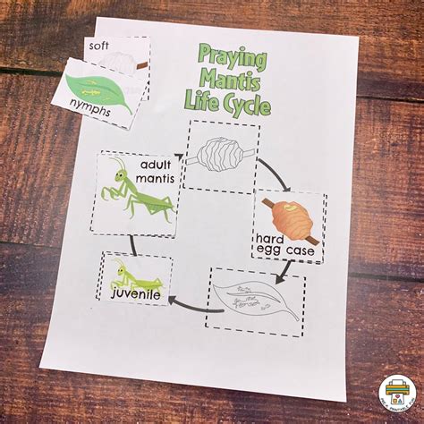 Life Cycle Of A Praying Mantis Printable