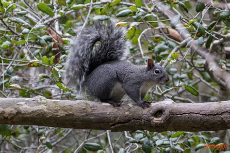 Western Gray Squirrels In Orange County Orange County Outdoors