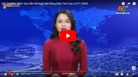 Đài Th Ninh Bình Gia Viễn Đề Nghị Áp Mở Rộng Diện Tích Lúa Lai F1 Gs55