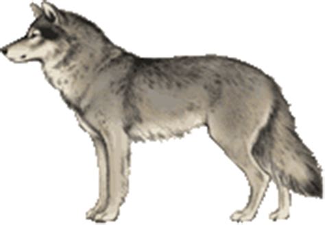 Grey Wolf Web Earth Online Wiki Fandom