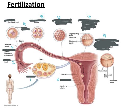 Lab 10 Fertilization Flashcards Quizlet
