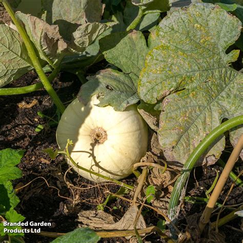 Pumpkin Snowman Seeds