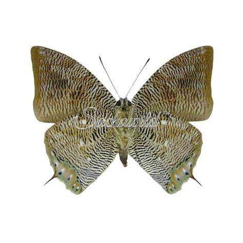 Anaea Polygrapha Cyanea M