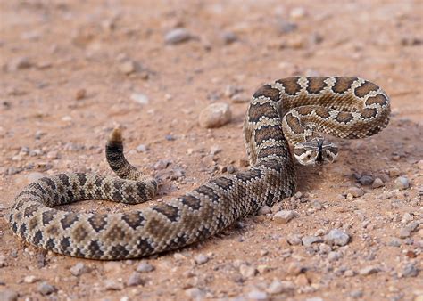 Desert Snakes