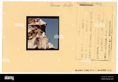 Species Kittiwake Cut Out Stock Images And Pictures Alamy