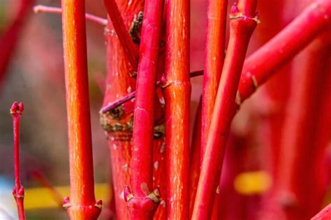 Growing The Stunning Coral Bark Maple Tree Acer Palmatum Sango Kaku