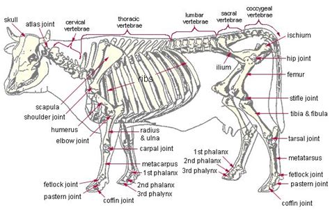 Anatomy Cow Skeleton Large Animal Vet Vet Medicine Anatomy