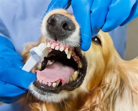 Por Qué A Mi Perro Se Le Caen Los Dientes Perropelopatas