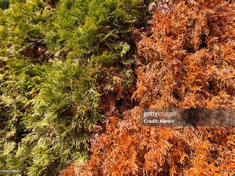 Thuja Blight Is A Fungal Disease Caused By Didymascella Thujina High