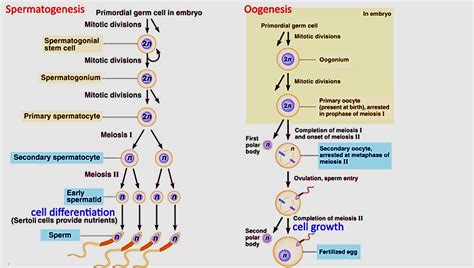 Oogenesis And Mitosis Gametogenesis An Overview Sciencedirect