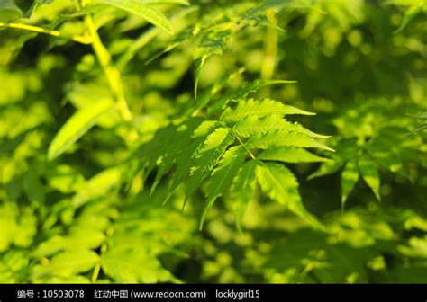 珍珠梅绿色叶子高清图片下载红动中国