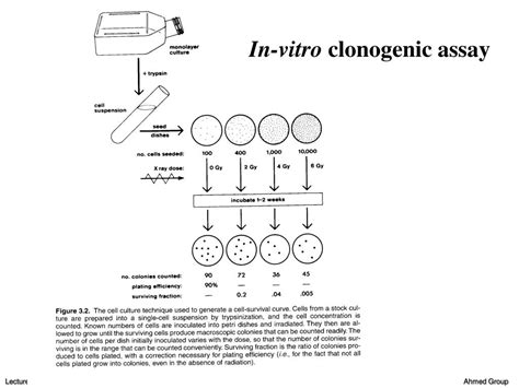 Ppt Cell And Tissue Survival Assays Powerpoint Presentation Free