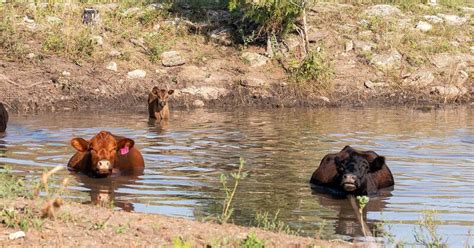 Tom Lehner On Linkedin Water Requirements In The Summer