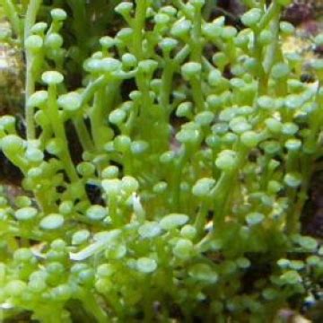 Живые водоросли для аквариума