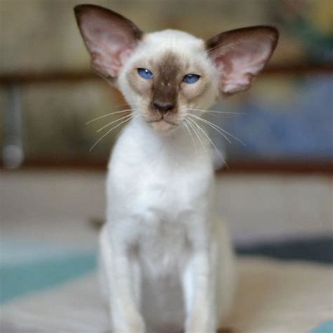 Oriental Kittens For Sale Kittens Up