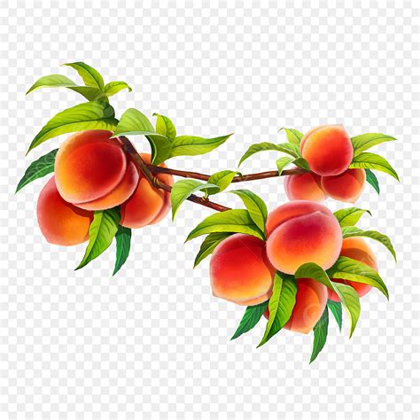Peach Tree Clipart