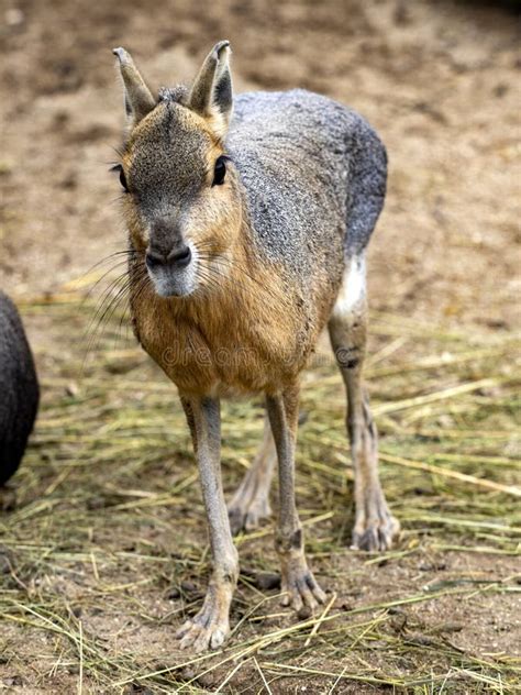 Mara Dolichotis Patagonum A Smaller Rodent Inhabits The South