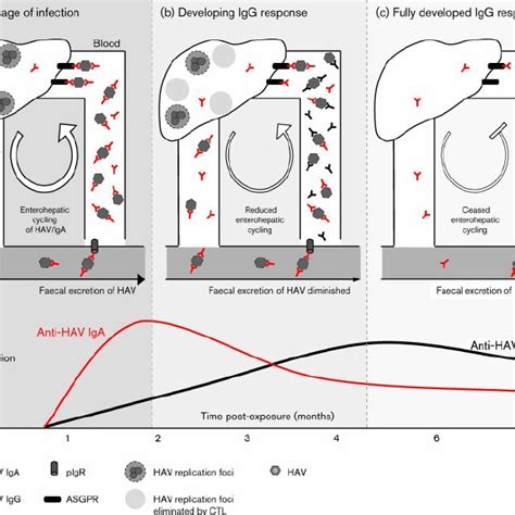 Pdf The Role Of Immunoglobulin A In Prolonged And Relapsing Hepatitis