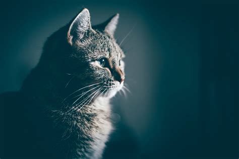 1200 Cat Wallpapers