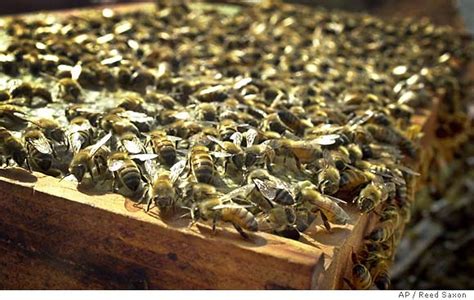 Could Genetically Modified Crops Be Killing Bees