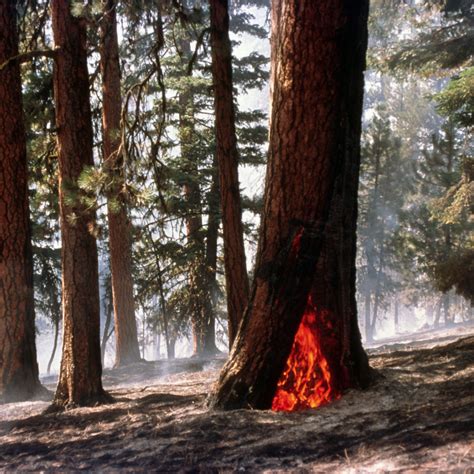 How Does A Forest Fire Benefit Living Things Forest Fire Facts