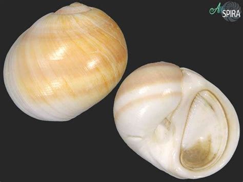 Natica Vitellus Allspira