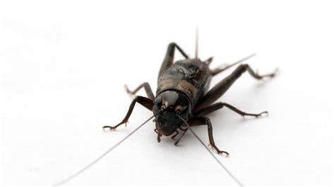 How To Identify A Cockroach Easy Checklist School Of Bugs