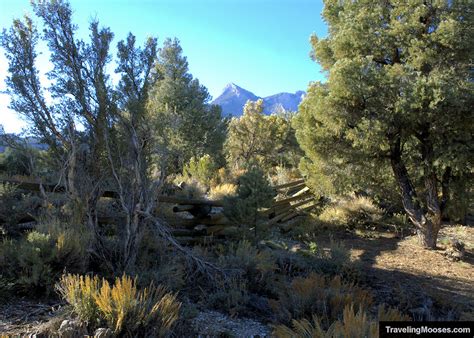 Hiking The Sawmill Trail In Mt Charleston Traveling Mooses