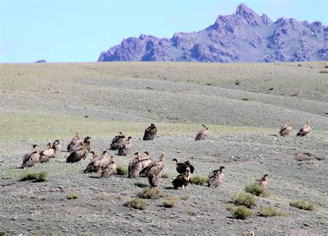 The Mongolian Wildlife Mongolei Reise