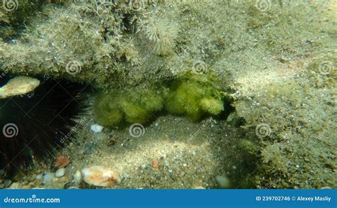Green Algae Cladophora Prolifera Undersea Aegean Sea Greece
