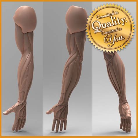 Human Male Arm Anatomy 3d Model 119 Max Lxo 3ds Blend Lwo Ma