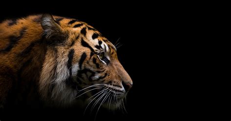 Robert Irwin Photography