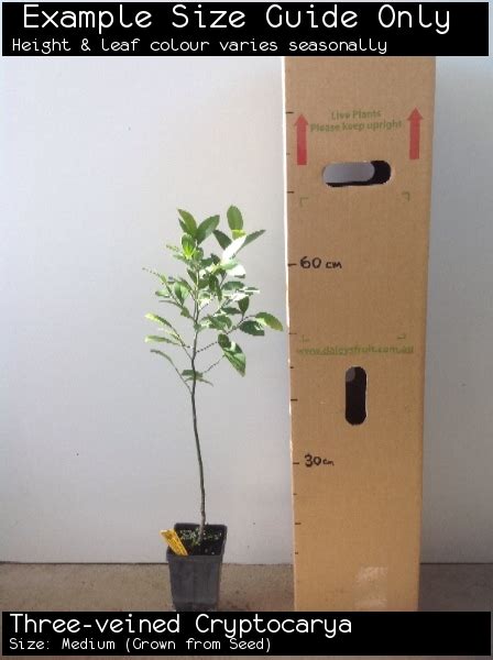 Buy Three Veined Cryptocarya Trees Cryptocarya Triplinervis