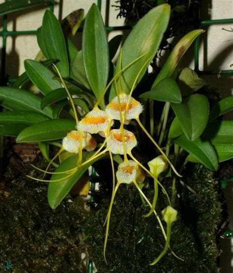 Masdevallia Strobelii Orquídeas Plantae Orquidários