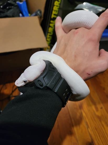 Blue Eyed Lucy Ball Python By Mateos Morph