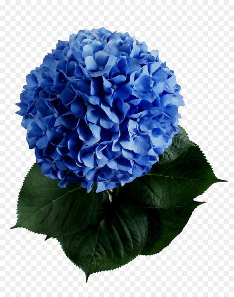 Free Hydrangea Cut Flowers Annual Plant Plants Nohatcc