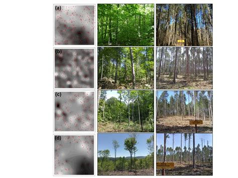 Gradient Of Adaptation Strategies In A Northern Hardwood Forest In New