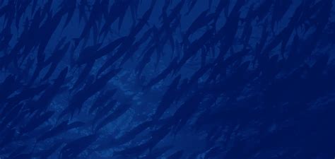 Alligator Snapping Turtle Mote Marine Laboratory And Aquarium