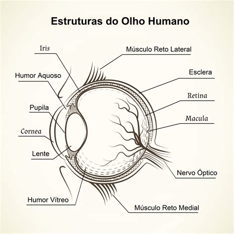 Órgãos Dos Sentidos Visão Biota Do Futuro