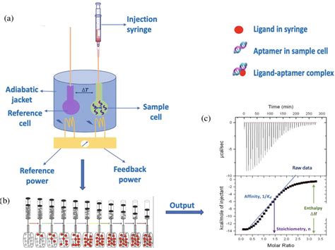 Figure 15 From Thermodynamic And Kinetic Analysis Of Aptamer Ligand