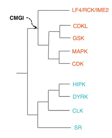 7 Phylogenetic Tree Cyclin Dependent Kinase Cdk Mitogen Activated