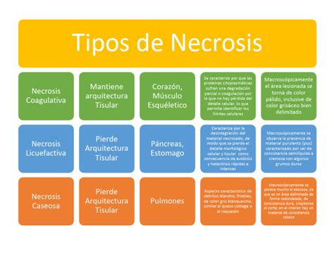 Tipos De Necrosis Pdf Anatomía Biología Celular
