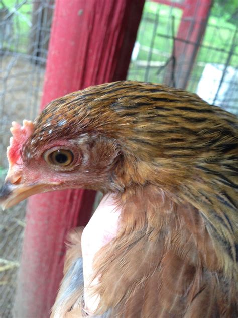 Welsummer Or Light Brown Leghorn Backyard Chickens Learn How To