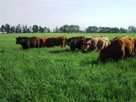 Is It True That Cows Need Supplemental Vitamin B12 Praise The Ruminant