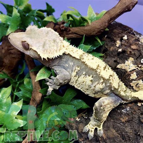Williamsi Electric Blue Day Geckos For Sale Williams Blue Cave Gecko