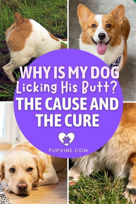 Why Is My Dog Licking His Butt The Cause And The Cure Artofit