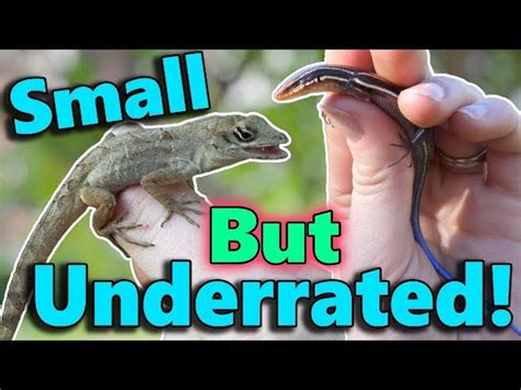 Tiny Lizard In Florida That Swims Underwater On Sale