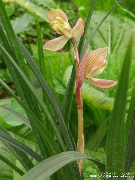 春剑花香不香月季花香不香第5页大山谷图库