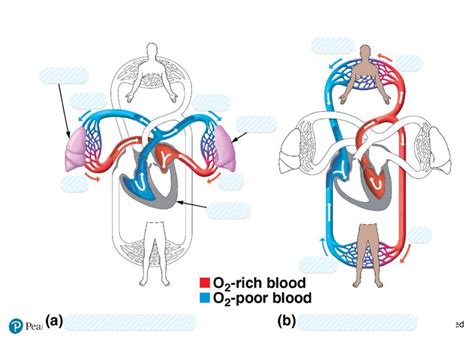 Pulmonary And Systemic Circuit Diagram Diagram Quizlet
